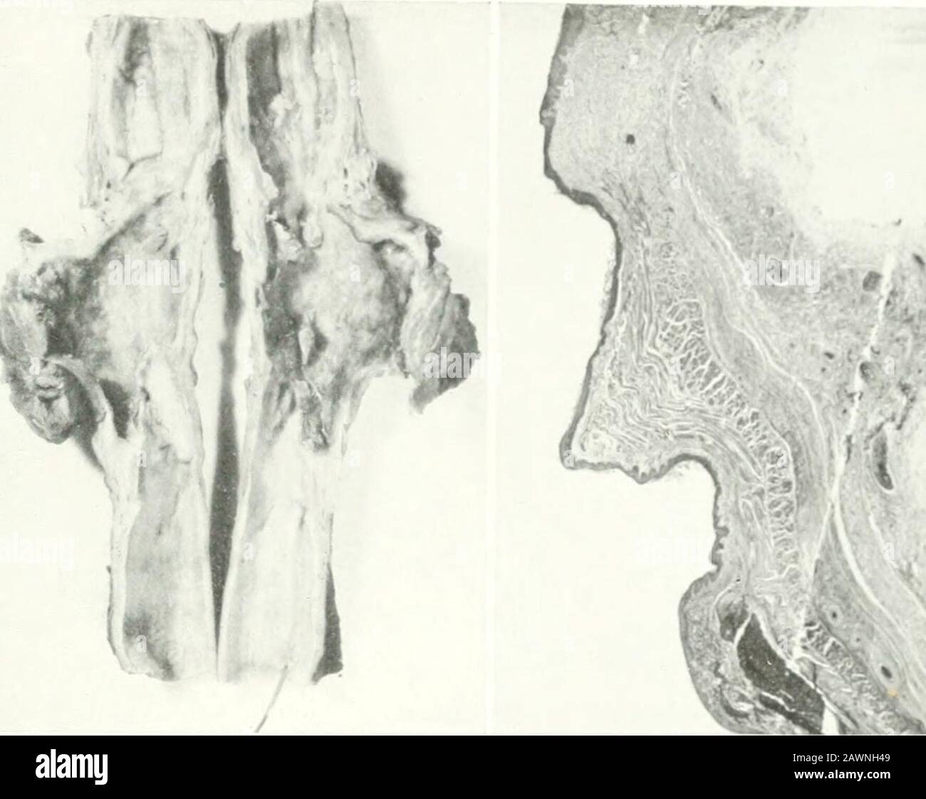 Studies from the laboratories of the Deptof Surgery . Fig. Fis. 8. Fig ...