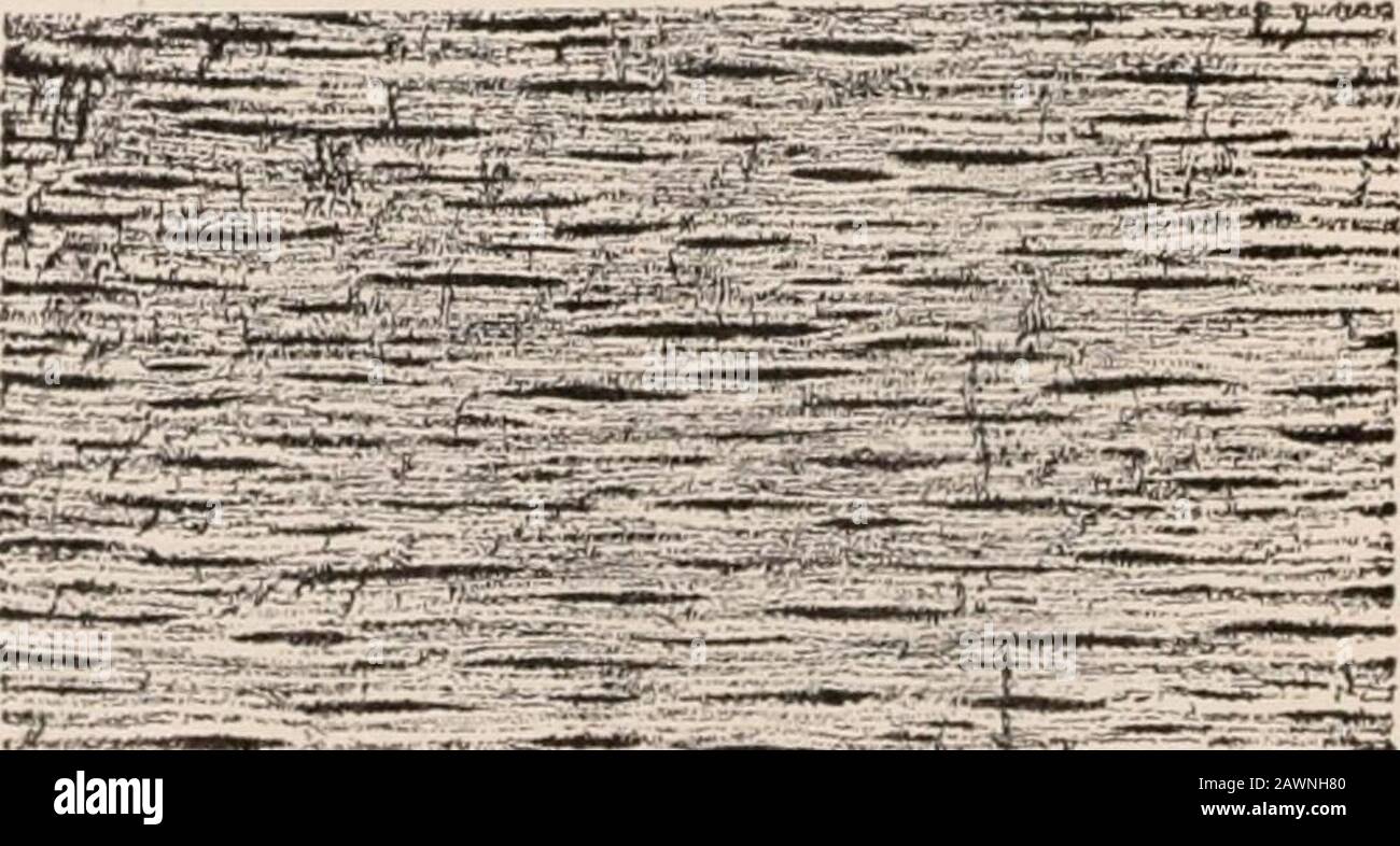 Tangential cross section hi-res stock photography and images - Alamy