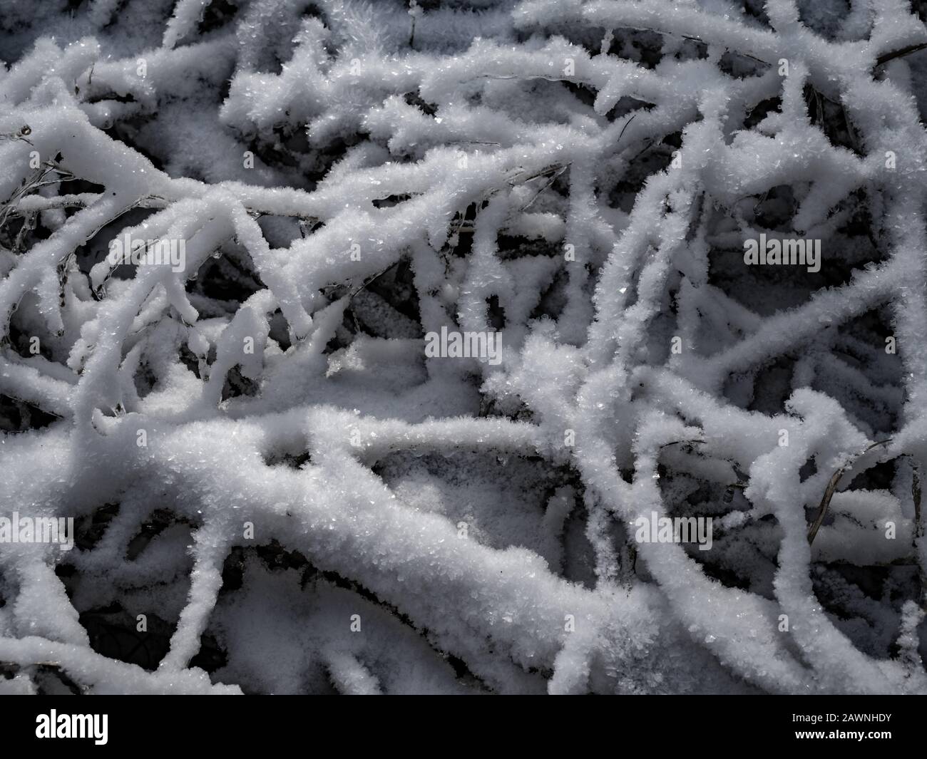 Frozen snow sticks hi-res stock photography and images - Alamy