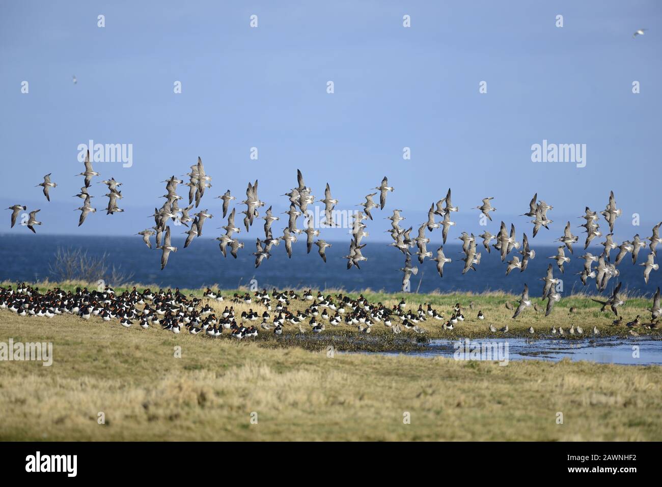 Bar Tailed Godwit Stock Photo - Alamy