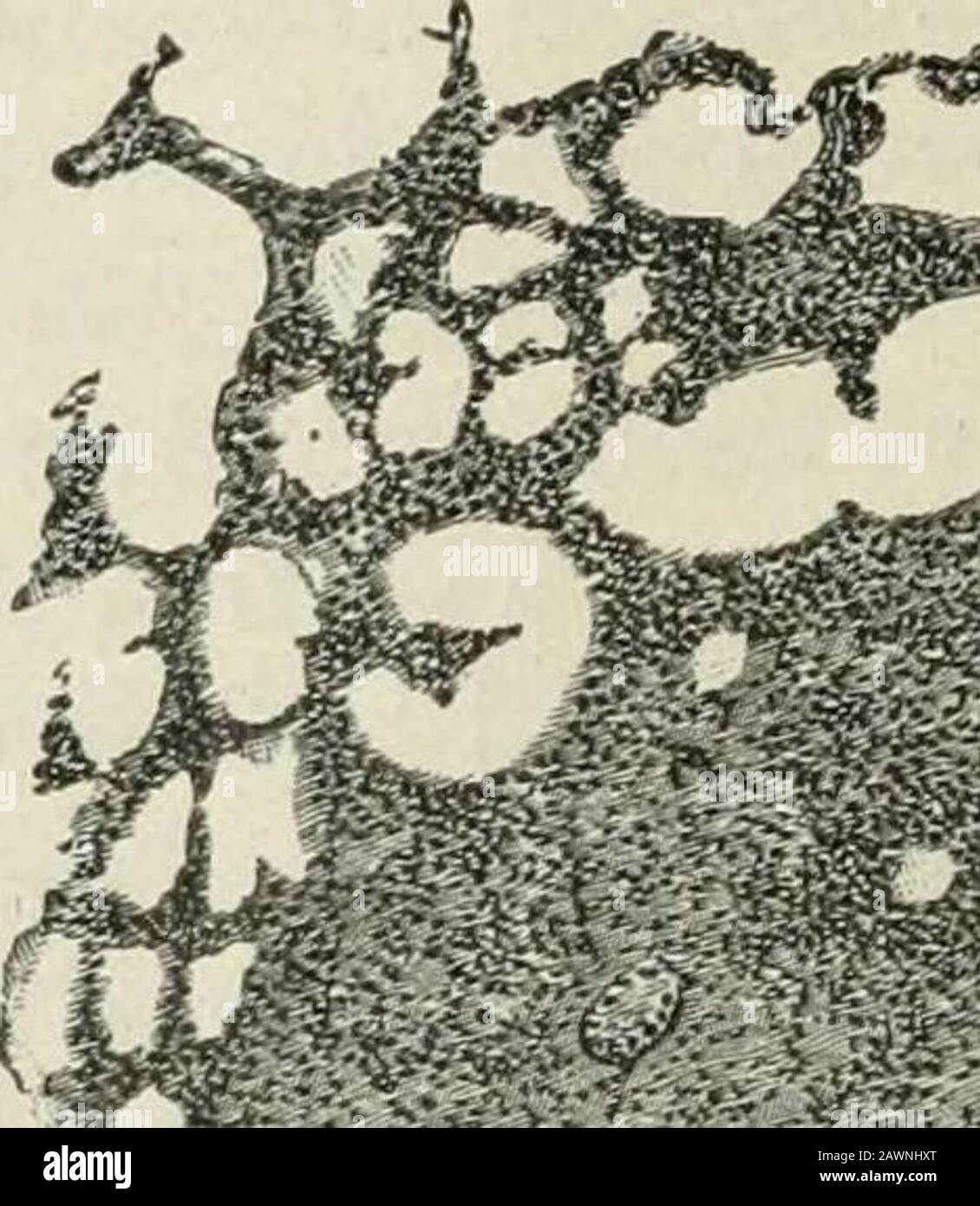 Handbook of meat inspection . ulosis, which is the most important ...