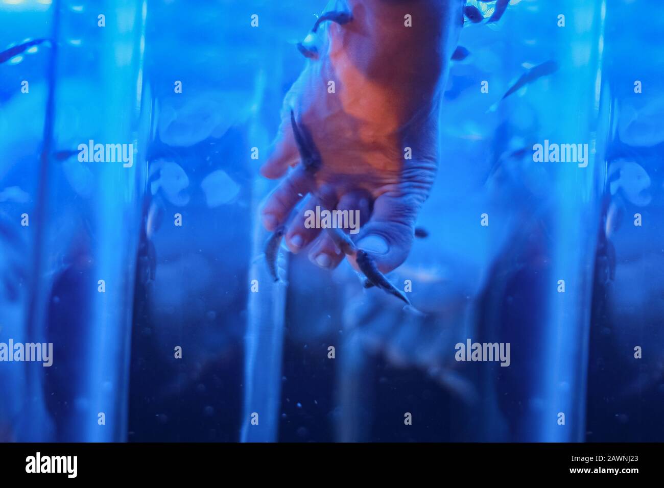 The girl's legs hold their feet in blue water with fish. Foot cleaning ...