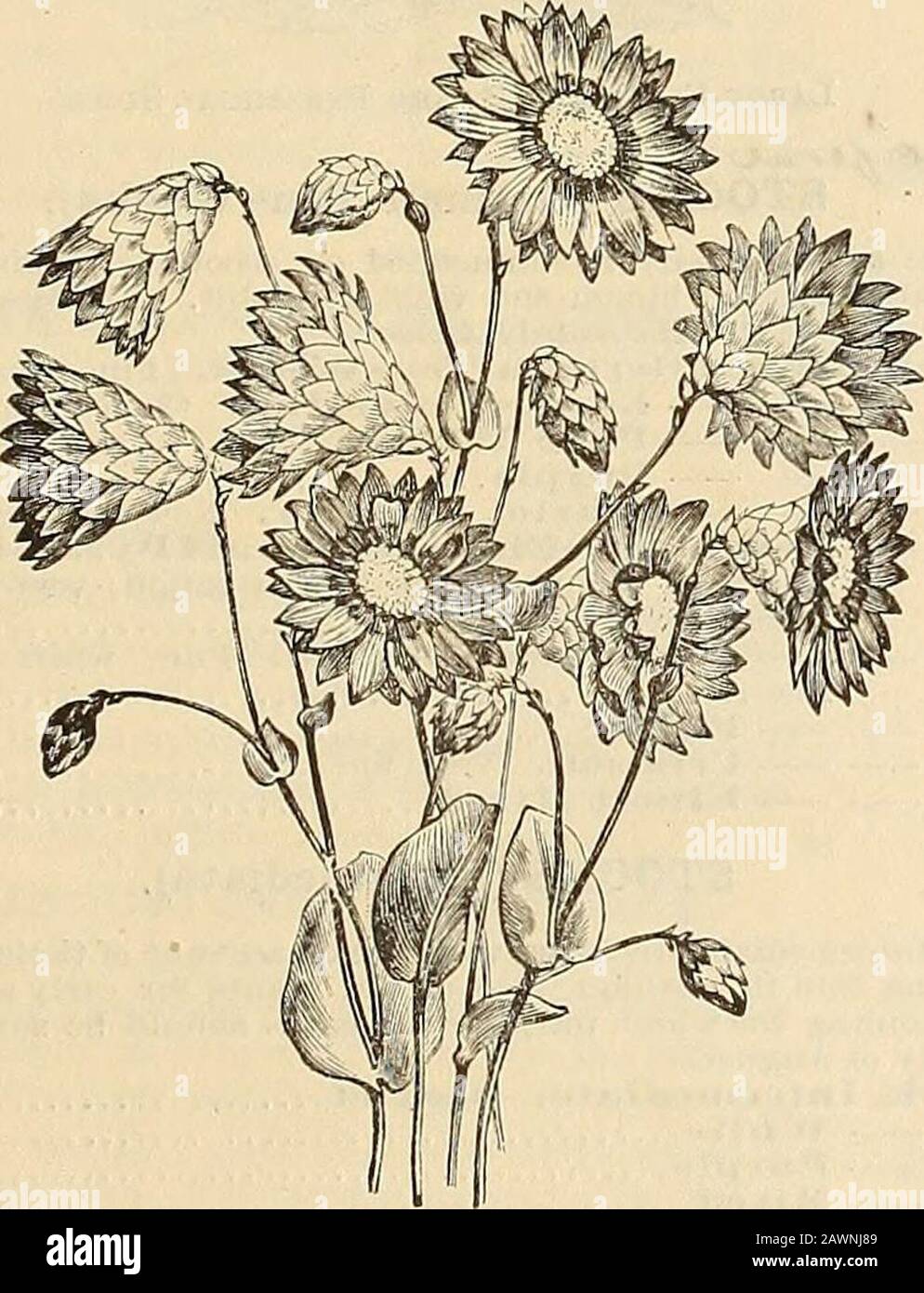 Peter Henderson & Co.'s catalogue of everything for the garden : 1880 ...