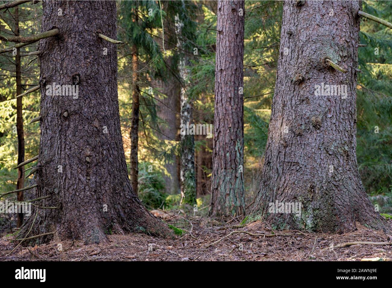 The trunk of a large spruce tree. Moss growing on the lower parts of a ...