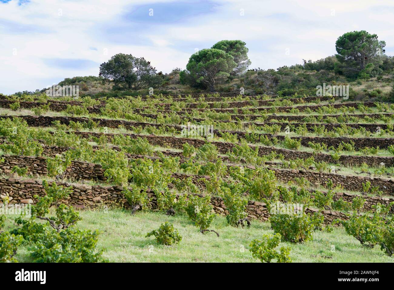 Vineyard terraces wine growing hi-res stock photography and images - Alamy