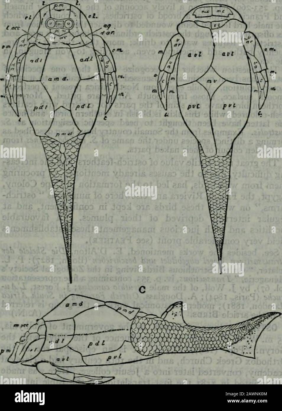 Ostracoderms And Placoderms