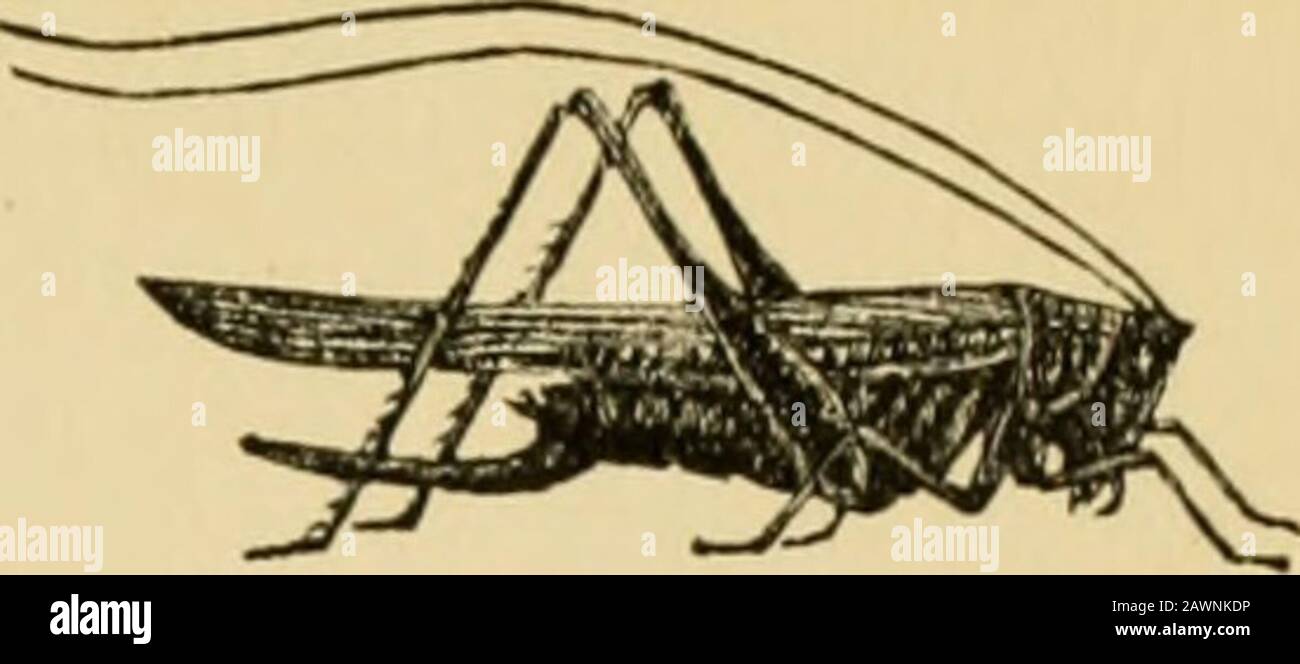 Locust families hi-res stock photography and images - Alamy