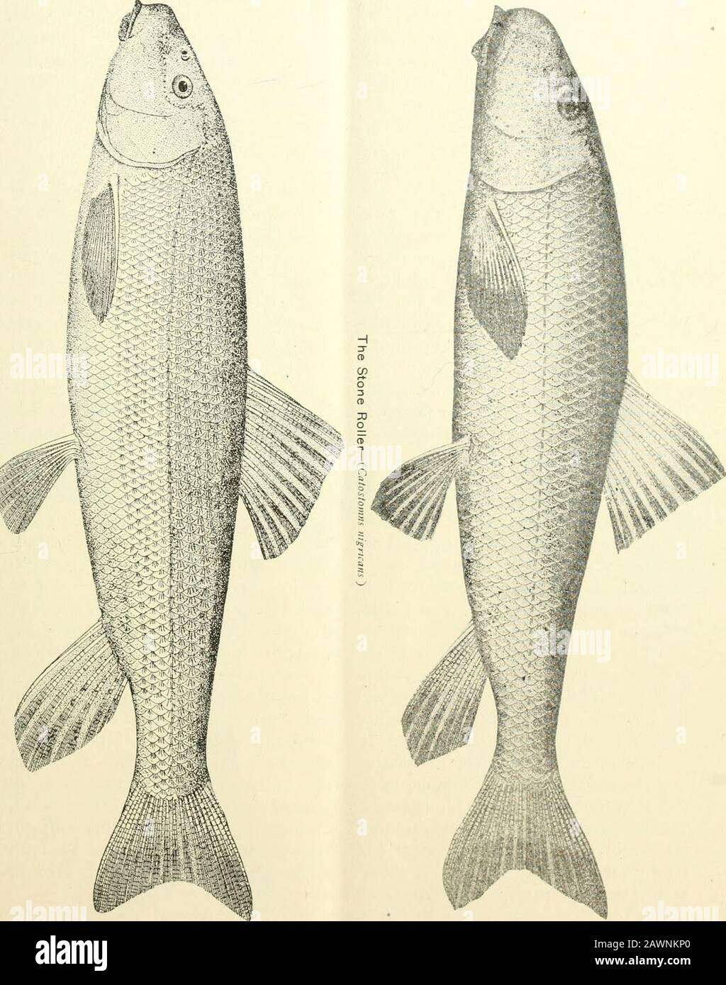 Fin comb hi-res stock photography and images - Alamy