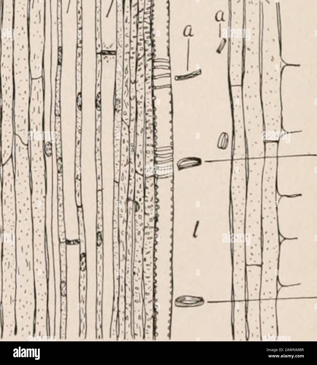 Annular tracheid hi-res stock photography and images - Alamy