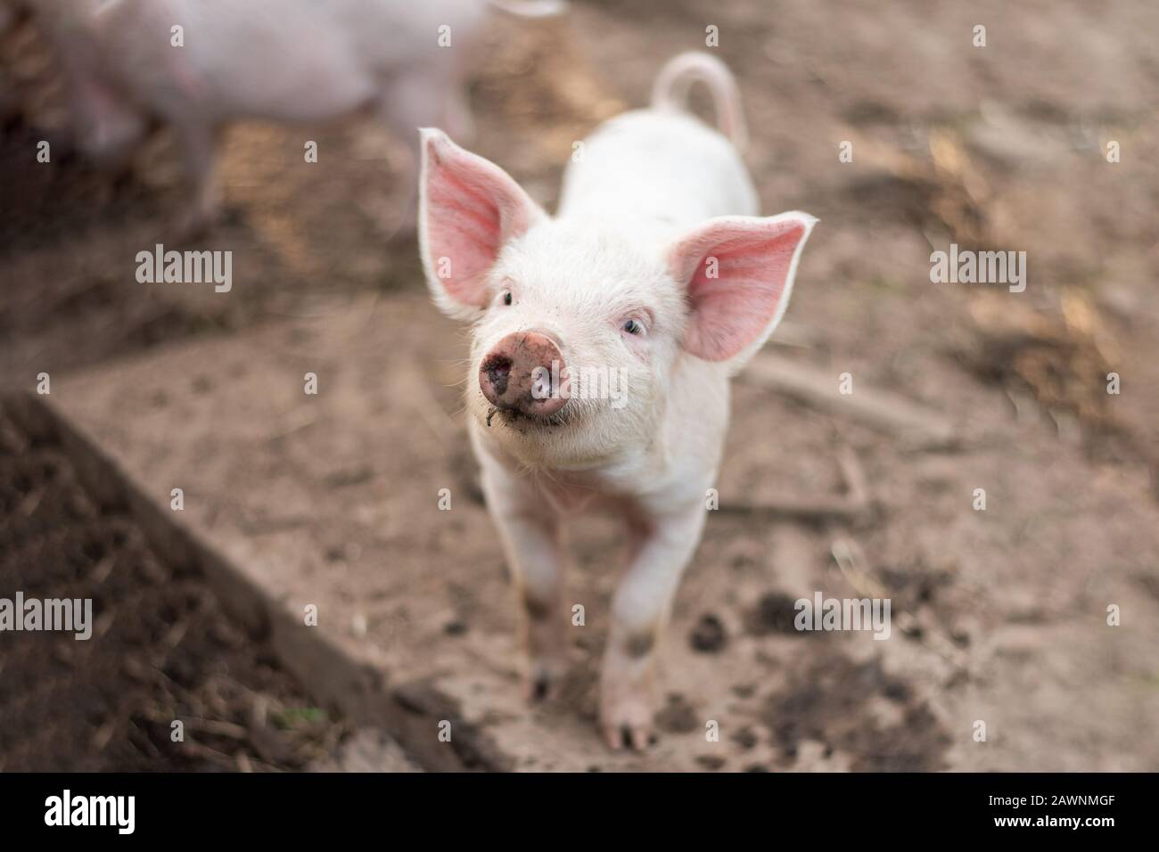 Little cute white pig on a farm Stock Photo - Alamy