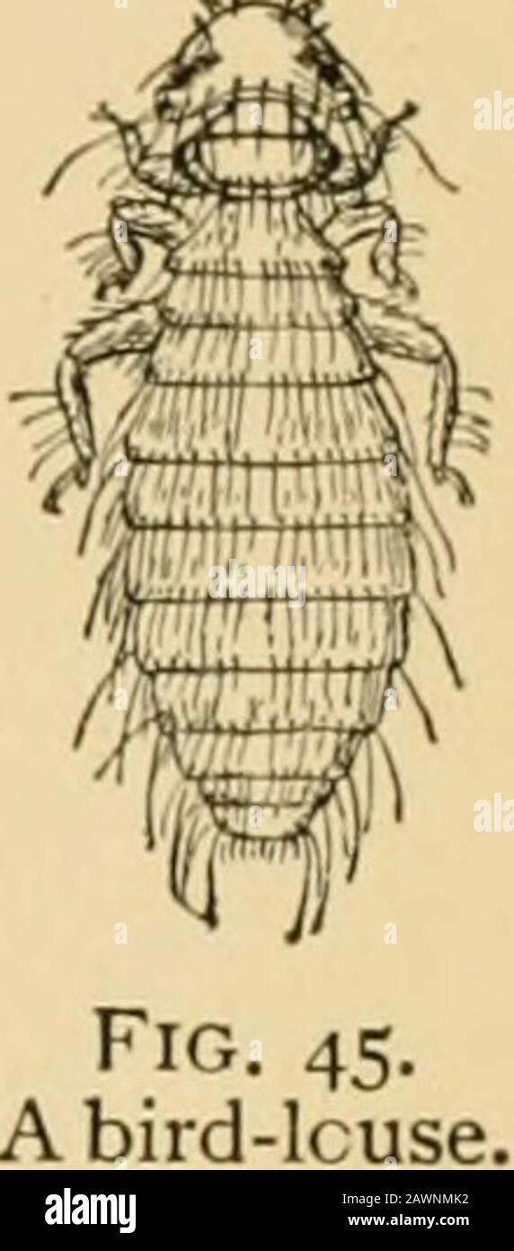 Insect life; an introduction to nature-study and a guide for teachers ...