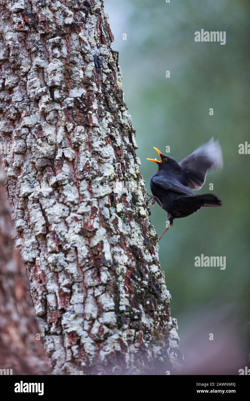 MIRLO COMUN - Common blackbird (Turdus merula Stock Photo - Alamy