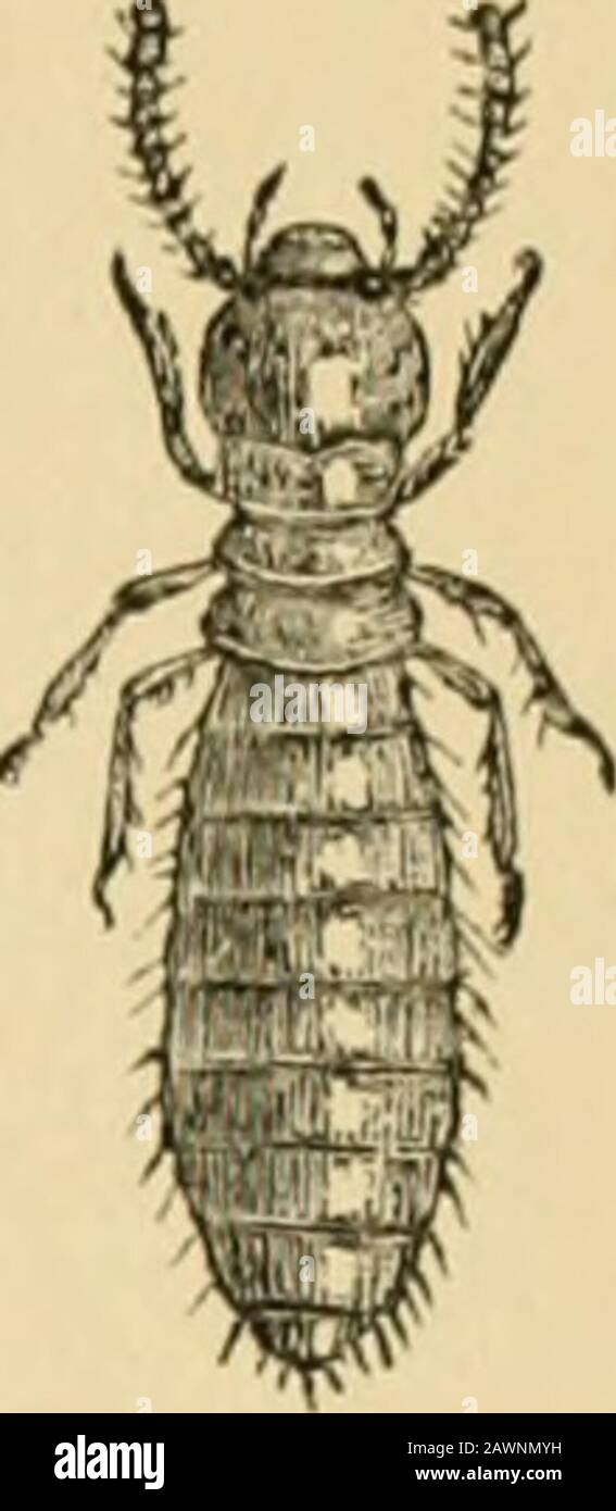 Order isoptera hi-res stock photography and images - Alamy