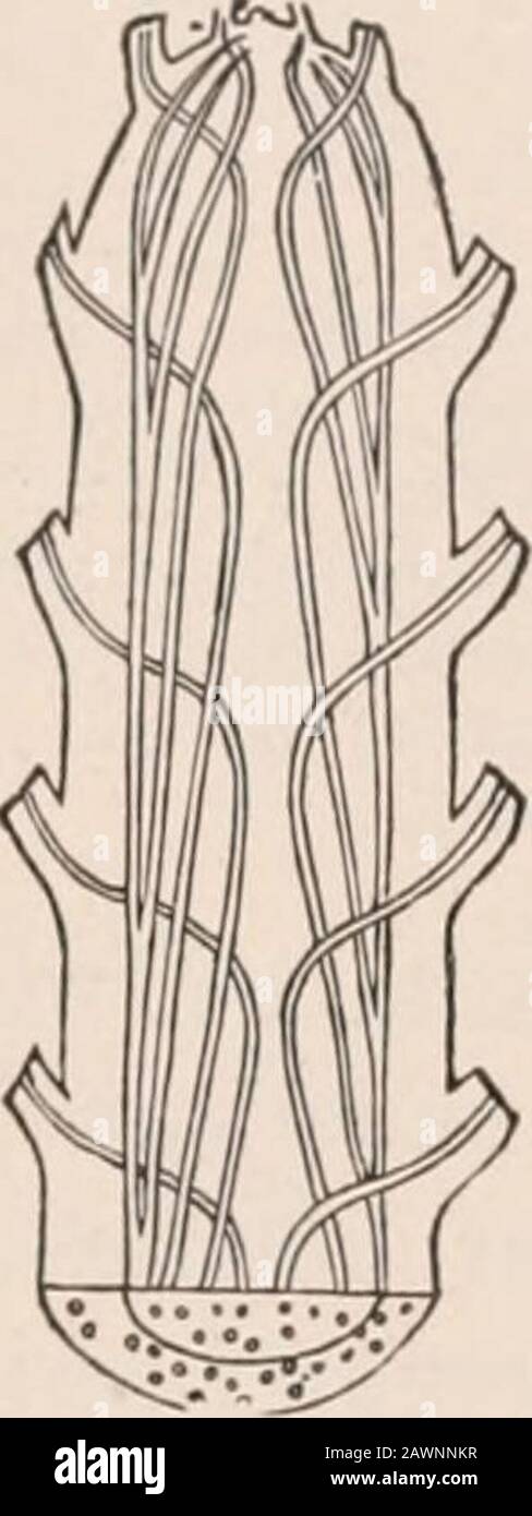 Mono especial hi-res stock photography and images - Alamy