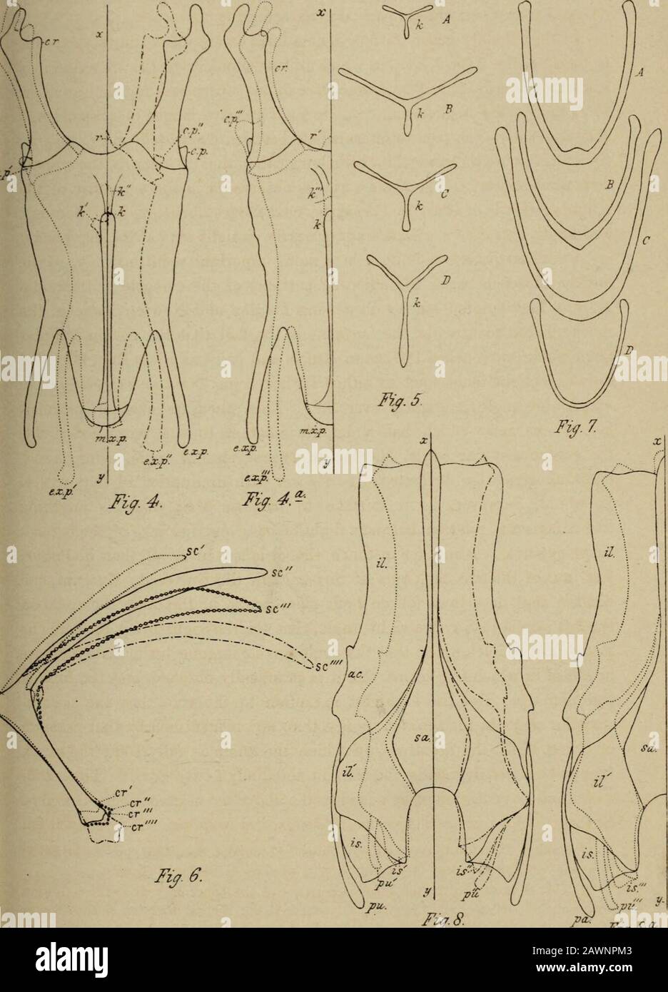 Classification of birds hi-res stock photography and images - Alamy