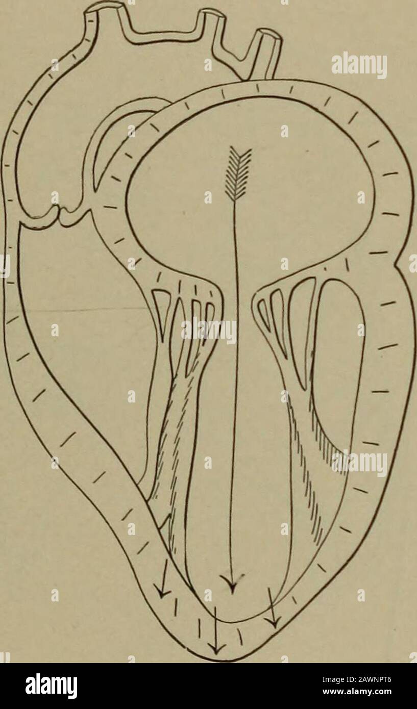 Physical diagnosis, including diseases of the thoracic and abdominal ...