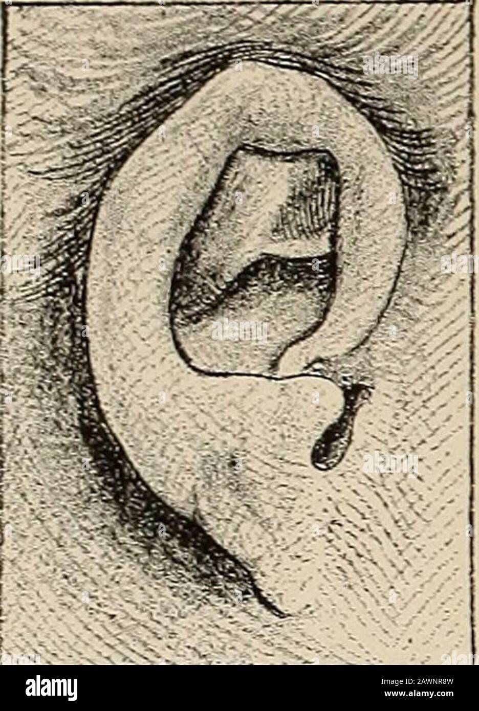 Wildermuth hi-res stock photography and images - Alamy