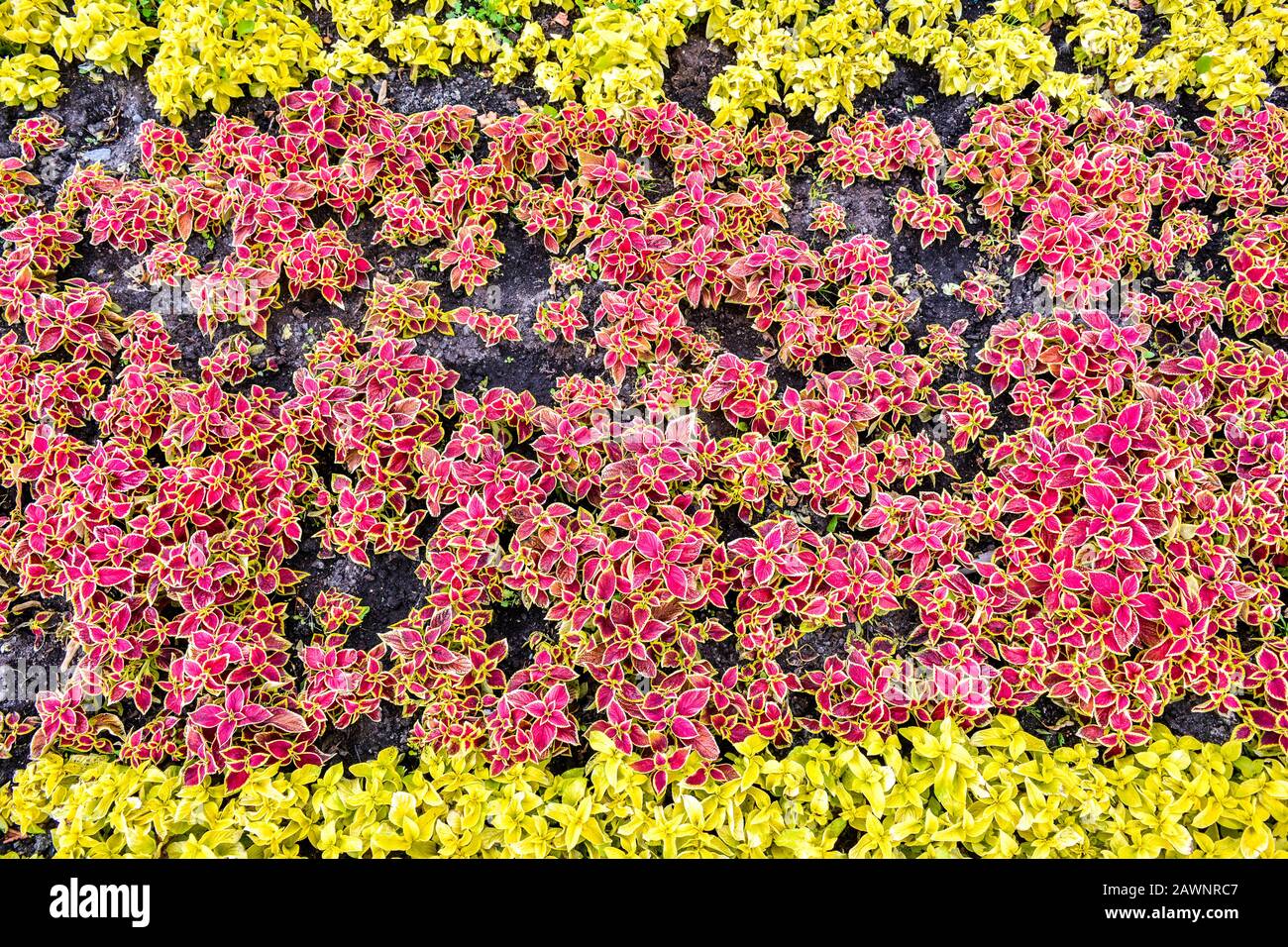 Decorative garden coleus plants with bright red leaves cover themselves ...