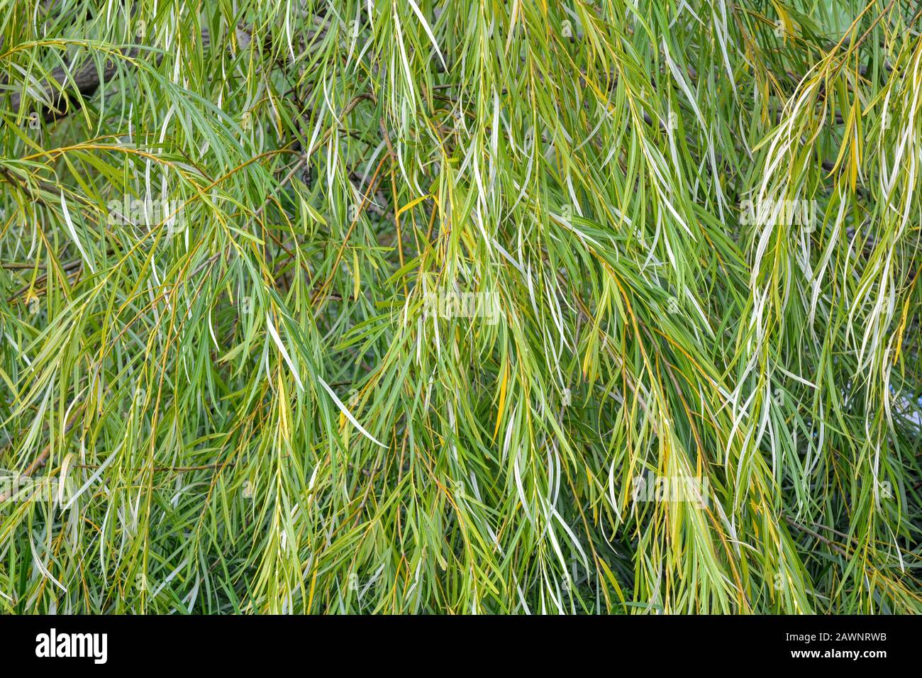 Weeping willow tree foliage background. Weeping willow branches with ...