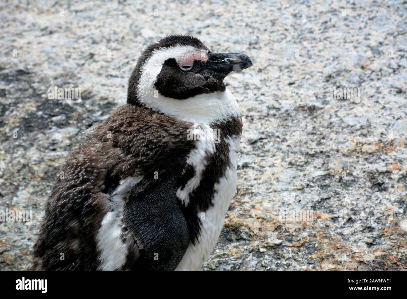 Penguuin hi-res stock photography and images - Alamy