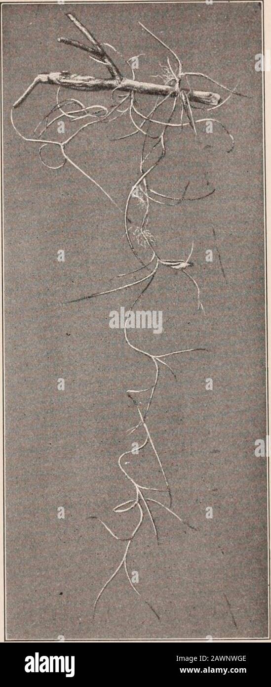 Parasitic nutrition hi-res stock photography and images - Alamy