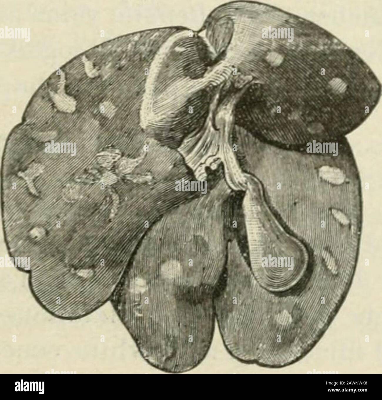 Tbird Stock Photos & Tbird Stock Images - Alamy