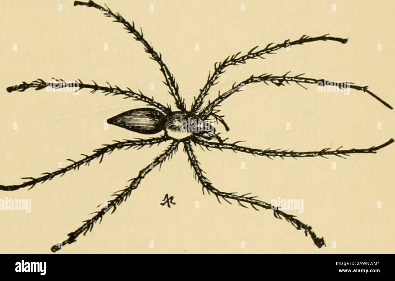 Class Arachnida