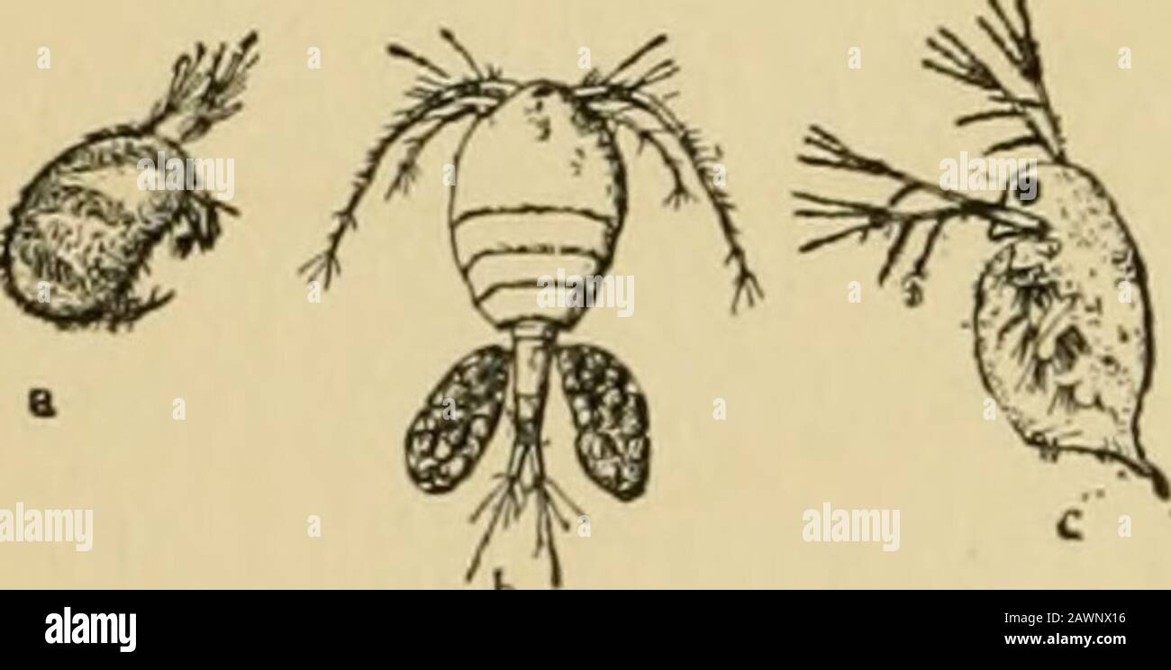 Insect life; an introduction to nature-study and a guide for teachers ...