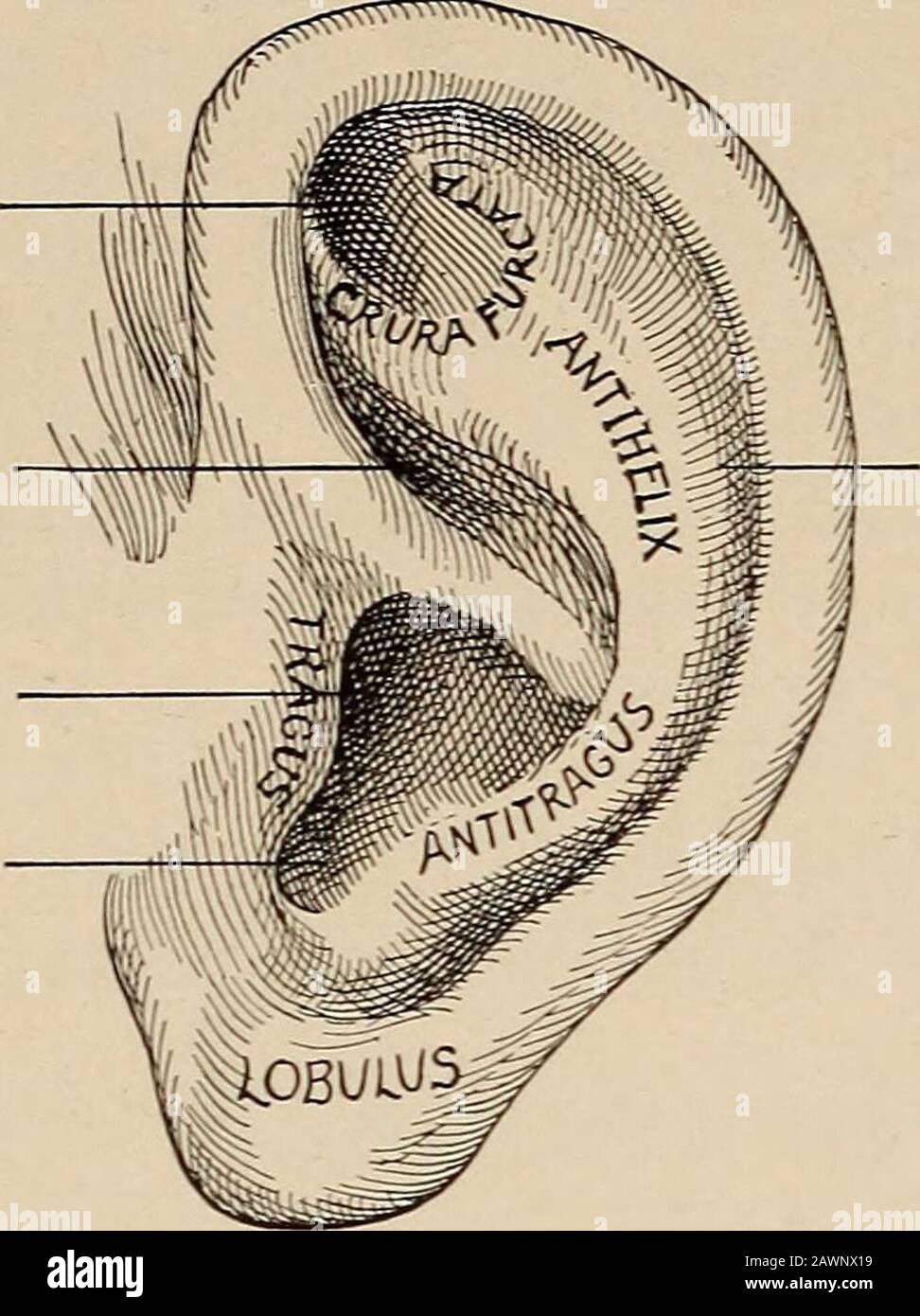 Nervous and mental diseases . ay be made : I. Abnormally implanted ears ...