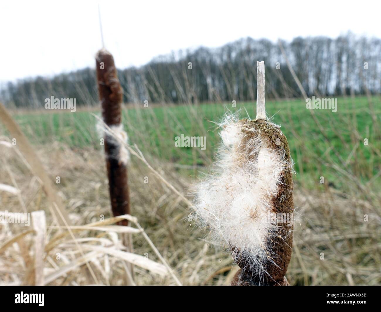 Flying seeds hi-res stock photography and images - Alamy