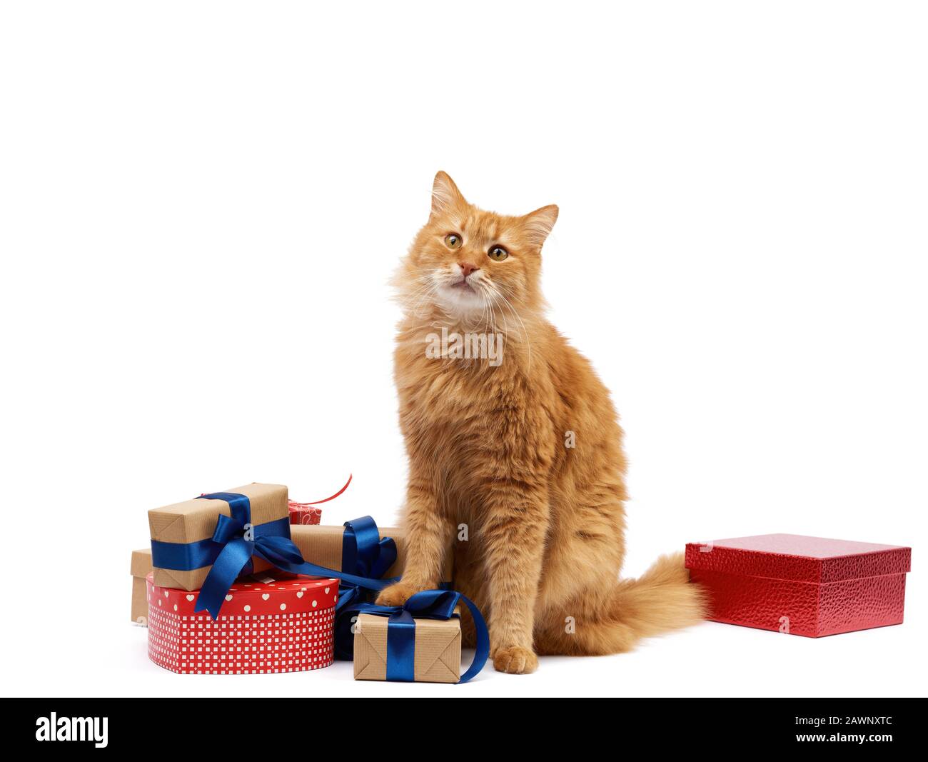 funny adult ginger cat sitting in the middle of boxes wrapped in brown ...