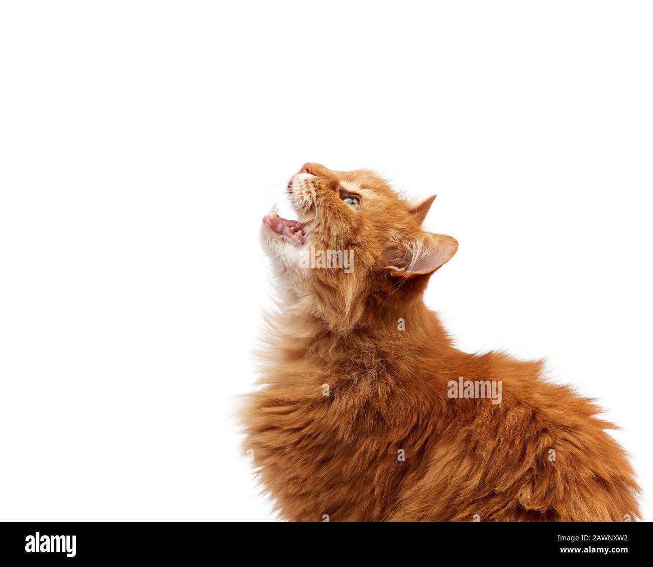 muzzle adult large fluffy red ginger domestic cat sits sideways on a ...