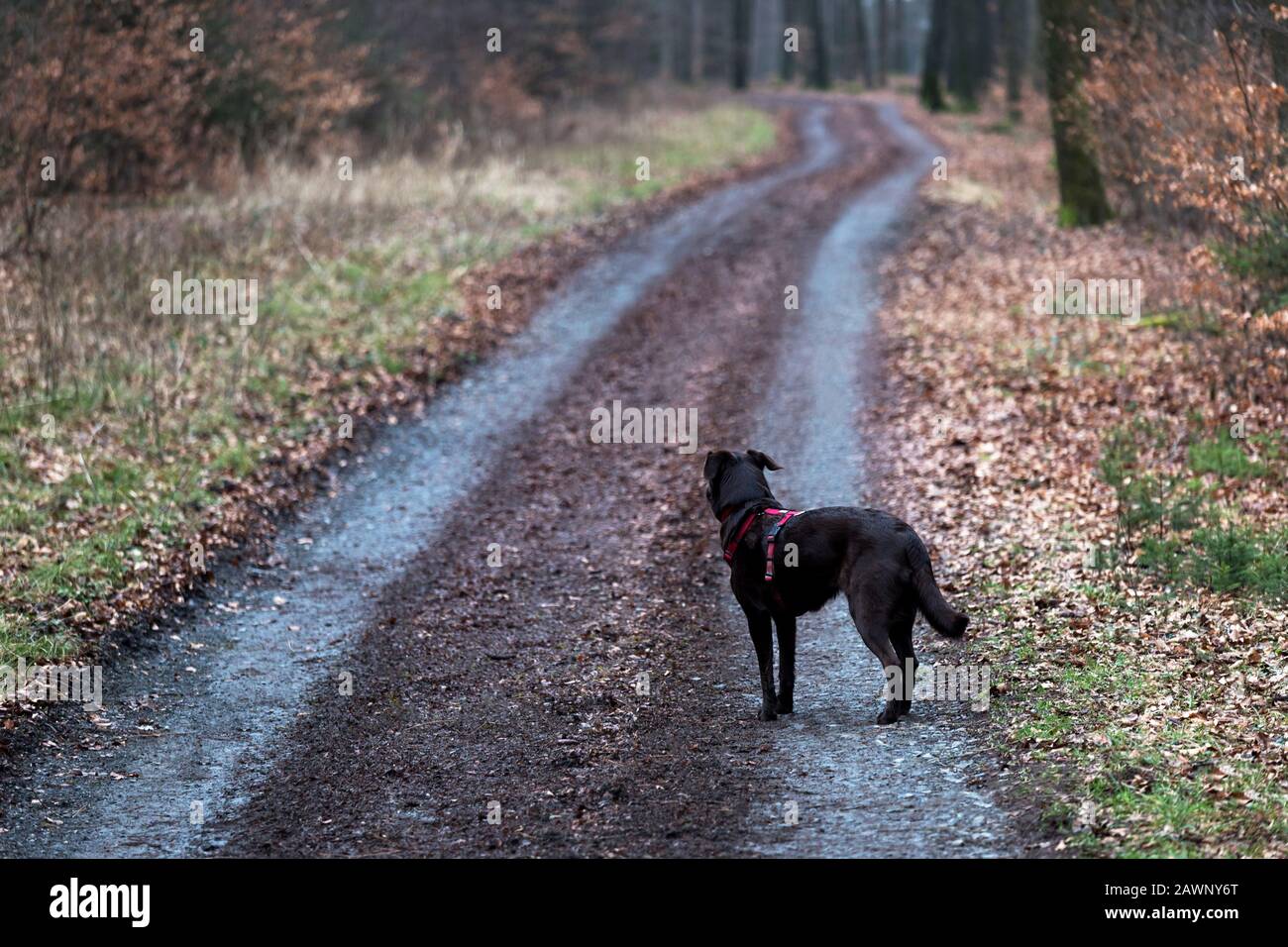 go for a walk with the dog in the forest Stock Photo - Alamy