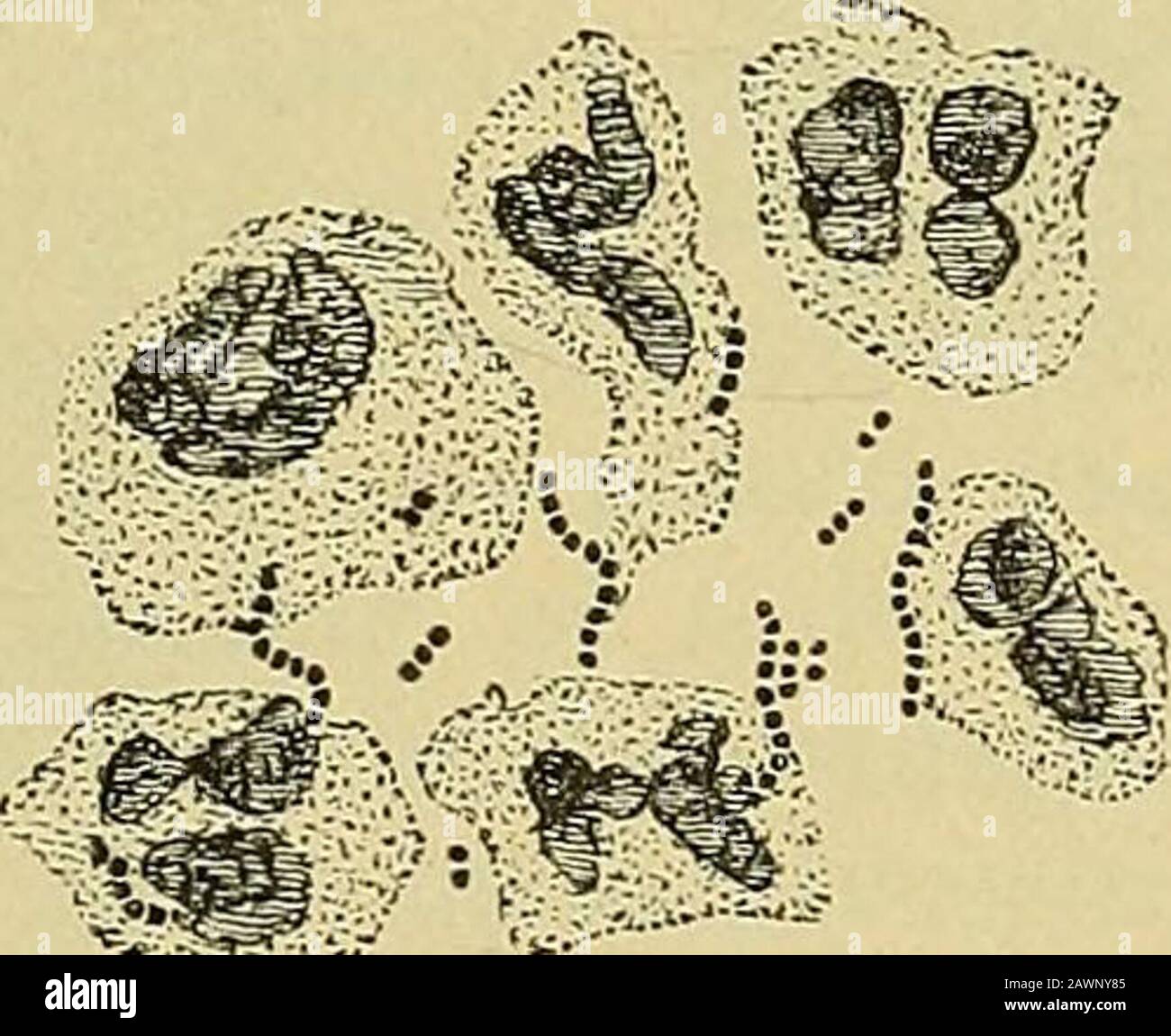 Staphylococcus epidermidis hi-res stock photography and images - Alamy