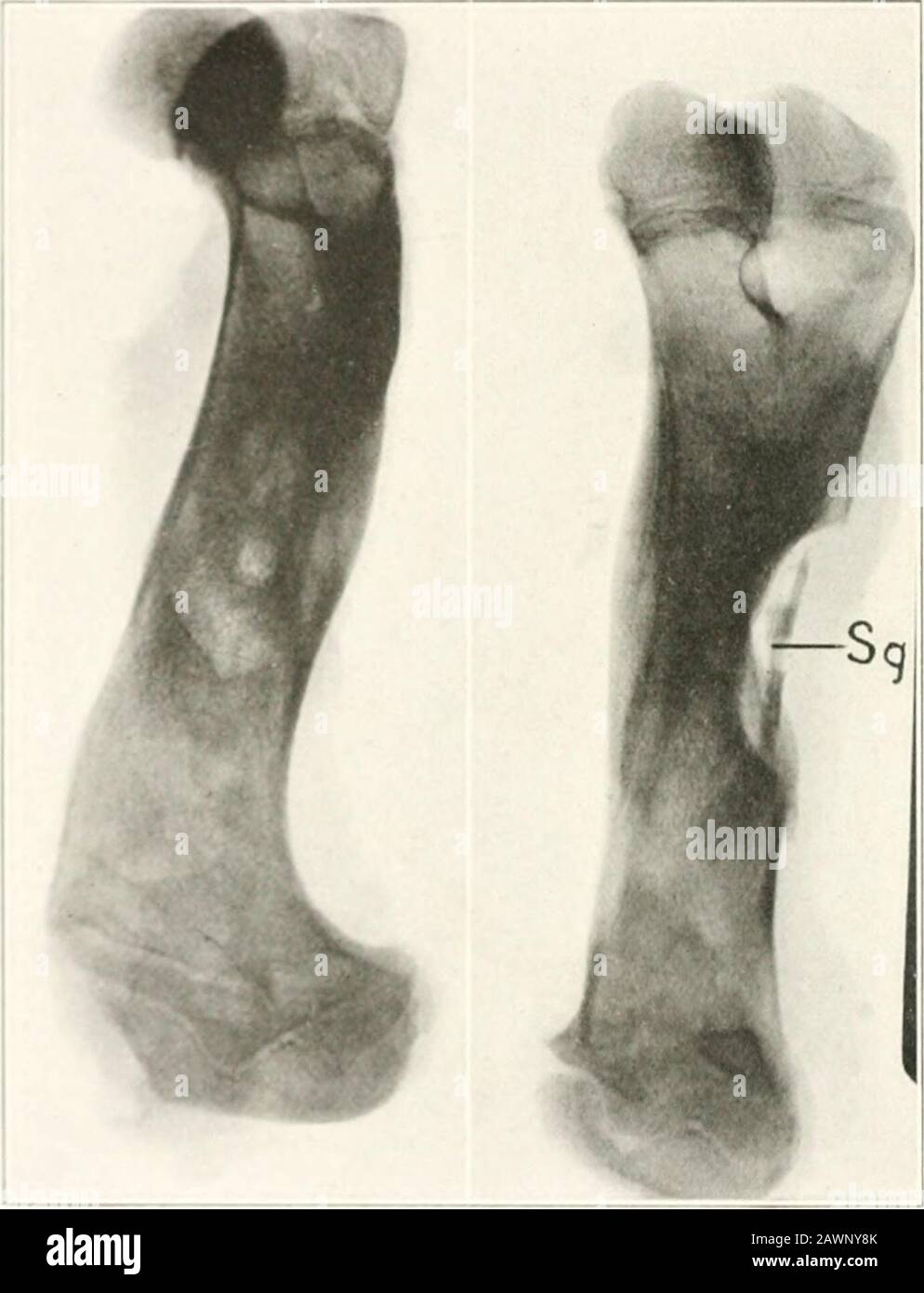 Studies from the laboratories of the Deptof Surgery . Fig. 17.—A ...
