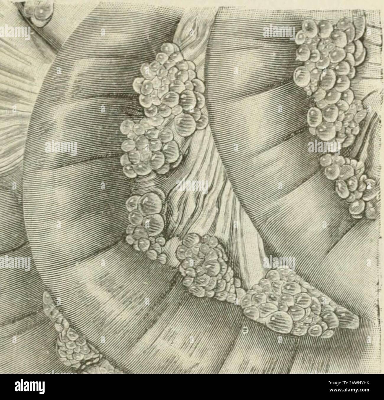 Handbook of meat inspection . Mesentcric emphysema in hogs. and ...