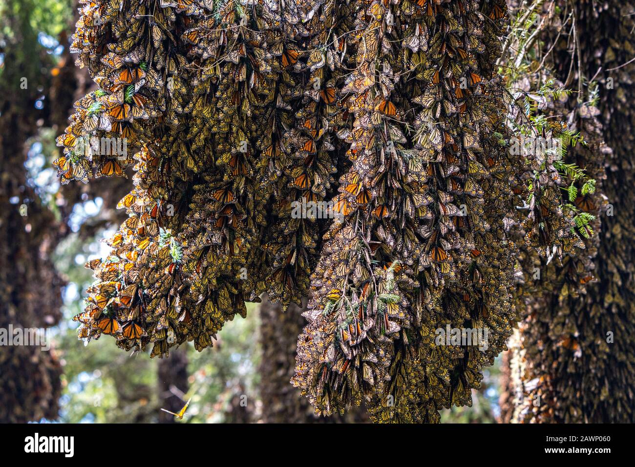 Oyamel fir trees hi-res stock photography and images - Alamy