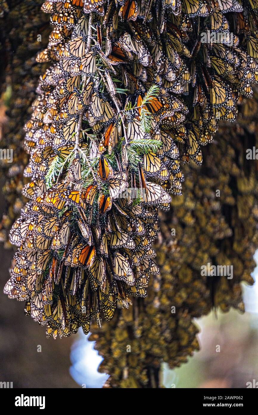 Millions of monarch butterflies mass together on oyamel fir tree ...