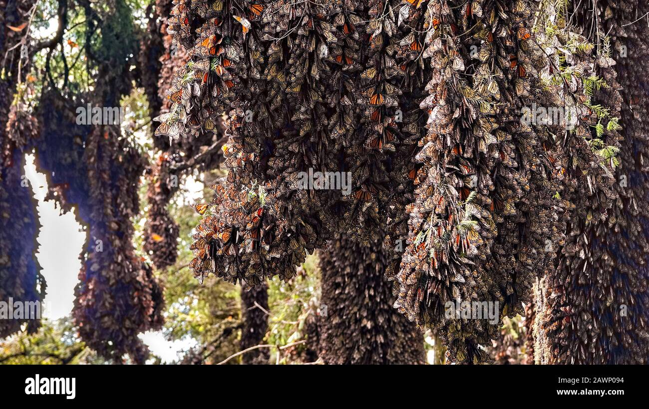 Millions of monarch butterflies mass together on oyamel fir tree ...