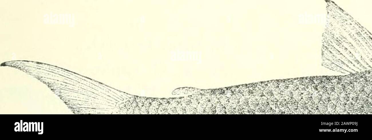 Catalogue of the fresh-water fishes of Africa in the British museum ...