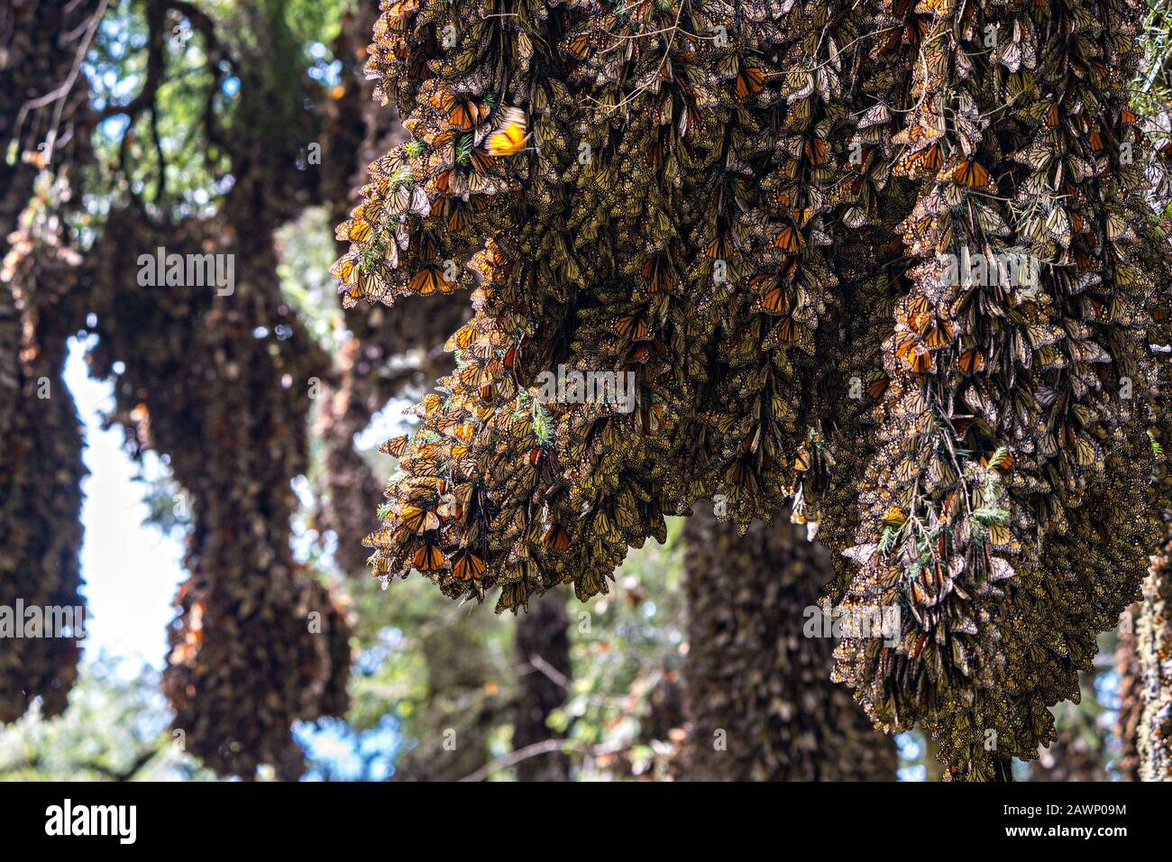 Oyamel fir tree hi-res stock photography and images - Alamy