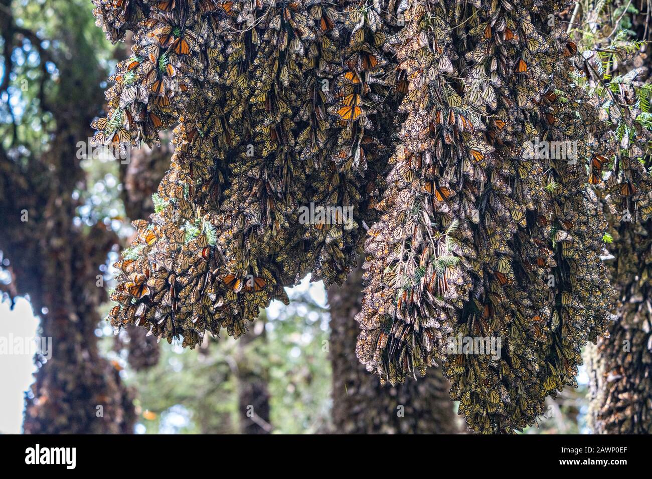 Millions of monarch butterflies mass together on oyamel fir tree ...