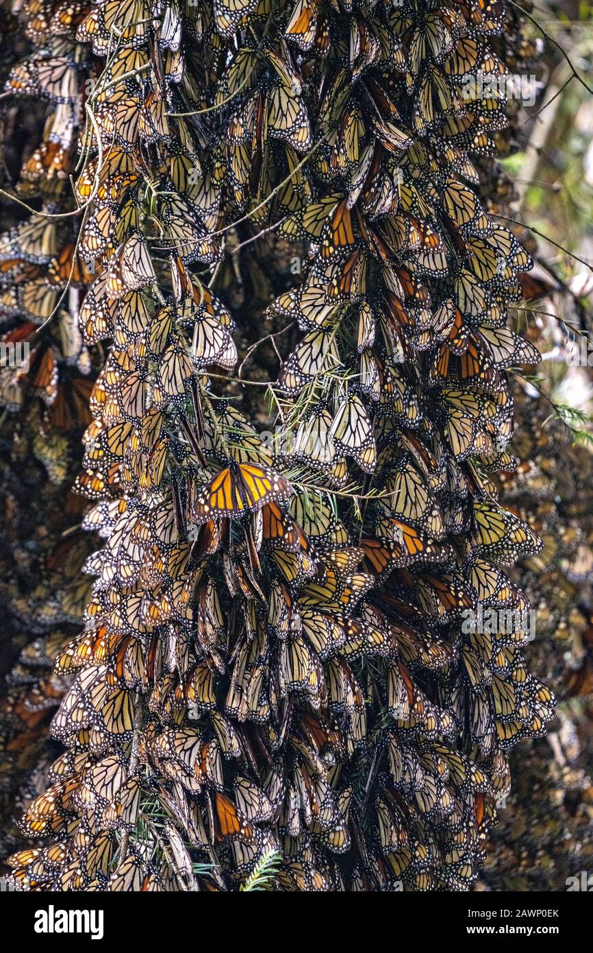 Oyamel fir tree hi-res stock photography and images - Alamy