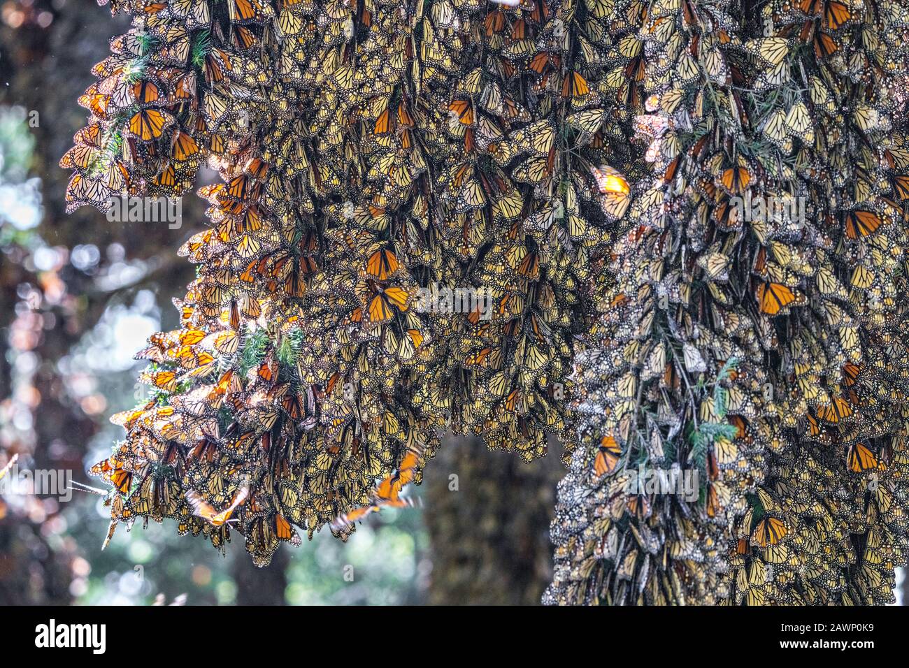 Millions of monarch butterflies mass together on oyamel fir tree ...
