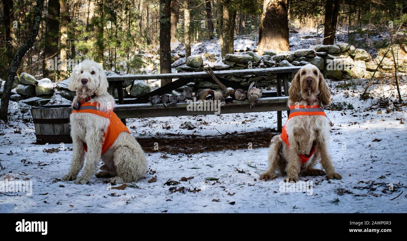 Hunting to catch hi-res stock photography and images - Alamy