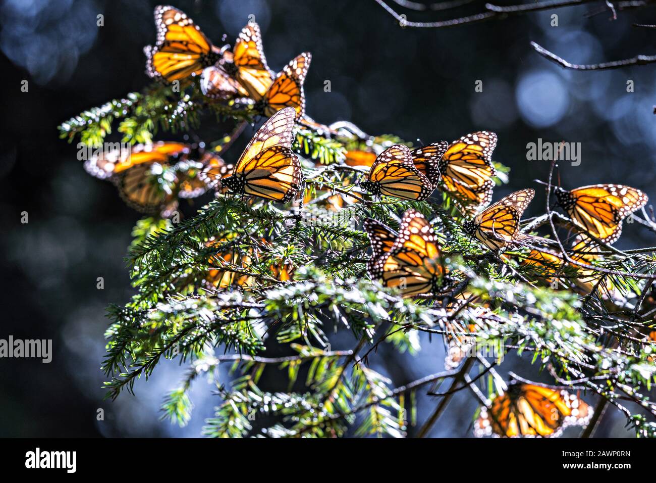 Monarch butterflies warm in the sun on oyamel fir tree branches at the ...