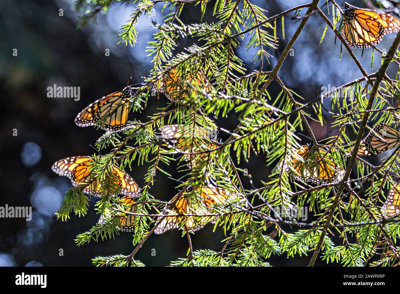 Oyamel fir tree hi-res stock photography and images - Alamy