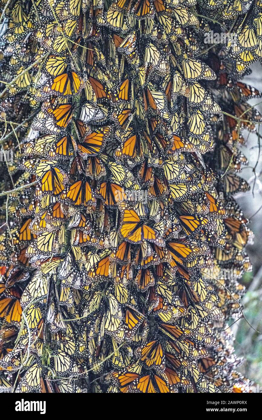 Monarch butterflies mass together as they over-winter in the Sierra Chincua Biosphere Reserve ...