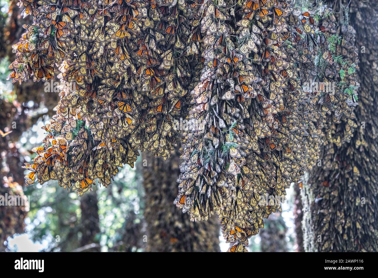Millions of monarch butterflies mass together on oyamel fir tree ...