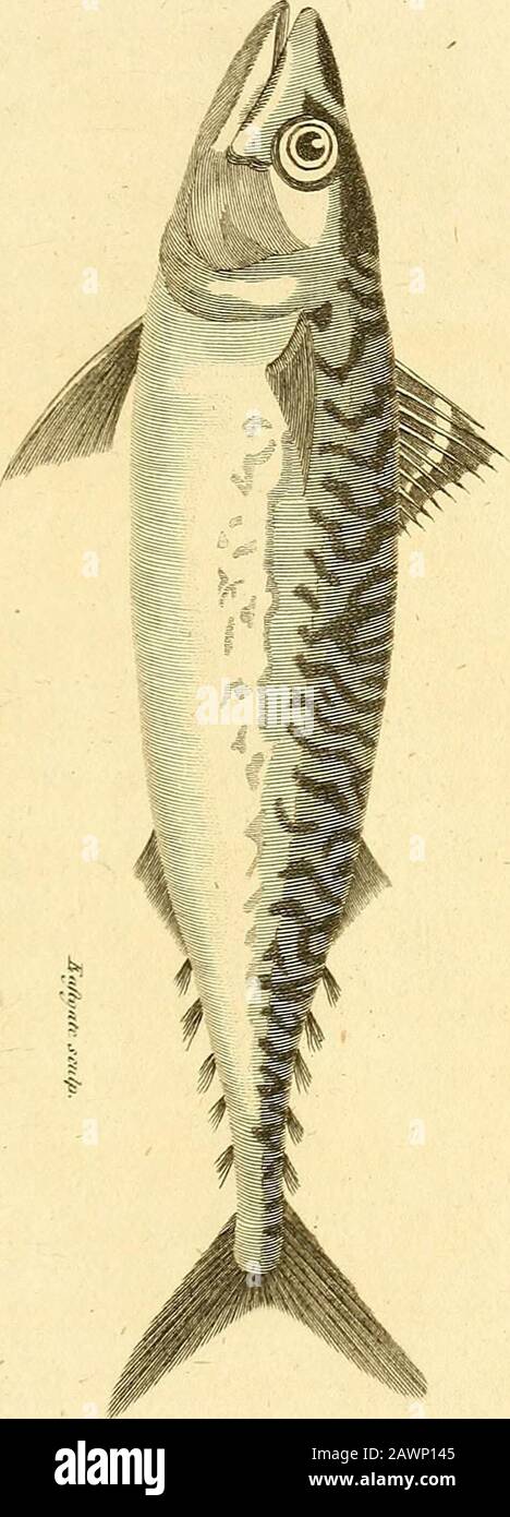 Spiny rays hi-res stock photography and images - Alamy